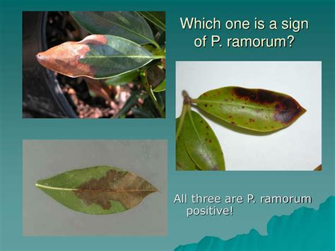 Ppt Phytophthora Ramorum Powerpoint Presentation Free Download Id