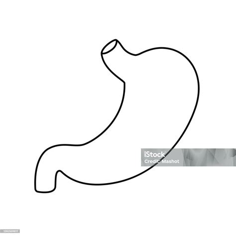 인간 위 플랫 스타일 벡터 윤곽 일러스트 내부 오르간 아이콘 로고 해부학 의학 개념 의료 흰색 배경에 격리 건강관리와 의술에 대한 스톡 벡터 아트 및 기타 이미지 Istock