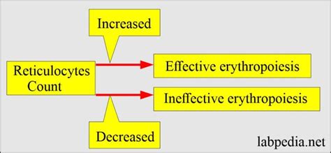 Reticulocyte Count Retic Count And Interpretations