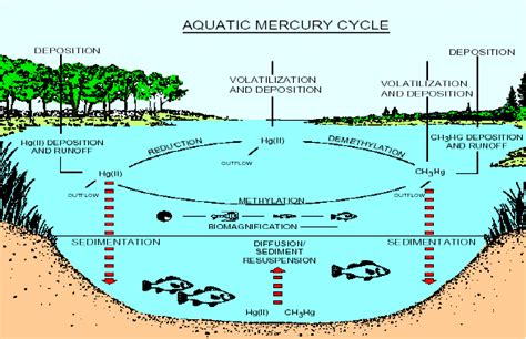 Mercury Cycling Pathways In Aquatic Environments Are Very Complex The Download Scientific