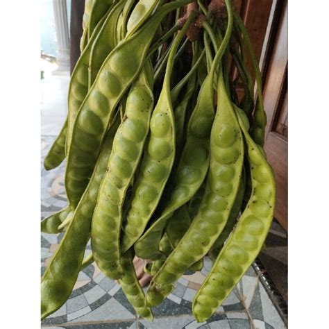 Jual Pete Petai Biji Shopee Indonesia