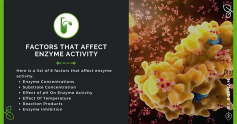 What Are Some Factors That Affect Enzyme Activity 2025