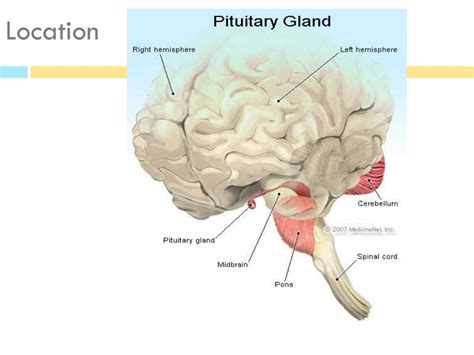 Ppt Pituitary Gland Powerpoint Presentation Free Download Id1950760