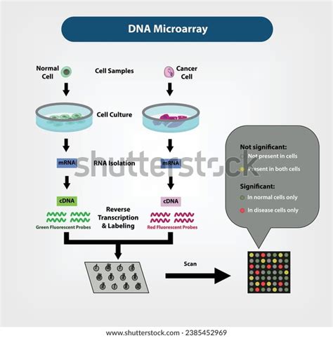 dna microarray dna microarray composed solid stock vector royalty free