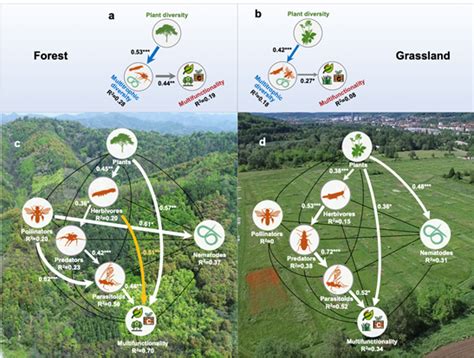 New Publication From Li Et Al In Nature Ecology And Evolution Plant