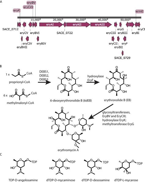 Overview Of The Biosynthesis Of Erythromycin A Map Of The