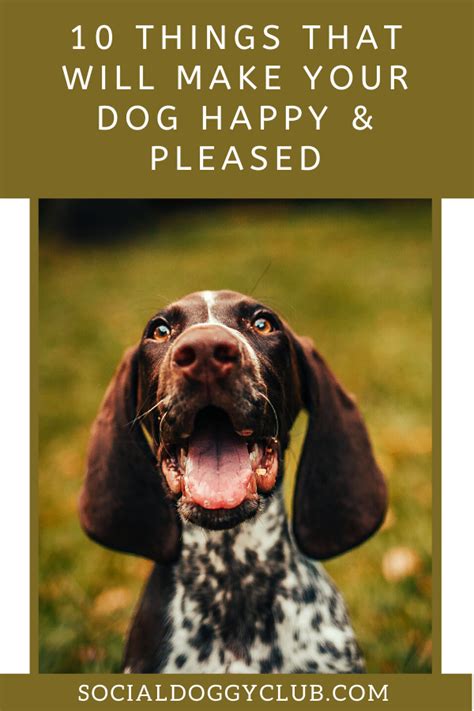 10 Things That Will Make Your Dog Happy And Pleased Dogs Fat Dogs