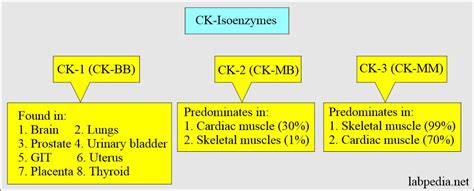 Creatine Kinase Or Creatine Phosphatase Cpk