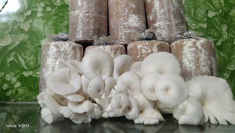 Than Thant Zin စပျစ်သီးရောင်းဝယ်ရေးနှင့် စိုက်ပျိုးရေး