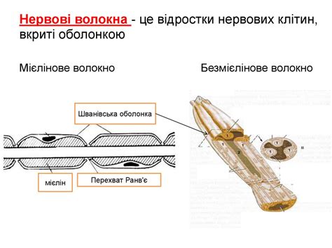 Будова нервової системи Центральна і переферична нервова система