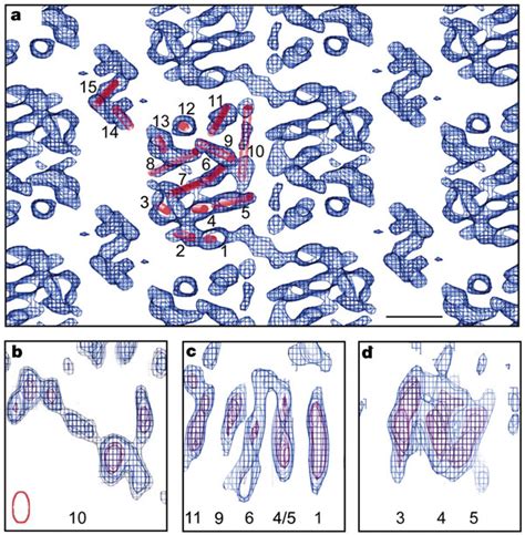 Dimeric Structure Of The Secyeg Complexa Top View From The