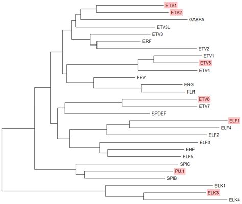 Ets Transcription Factors In Immune Cells And Immune Related Diseases