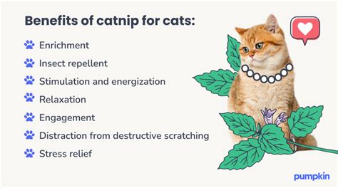 Why Catnip Makes Your Cat Go Crazy Pumpkin