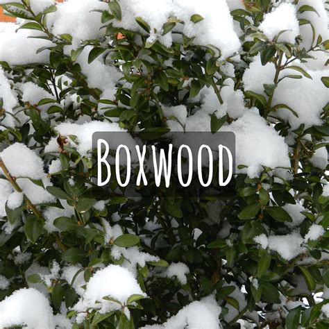 Ask A Gardener Trees And Shrubs For Containers O Toole S Garden Centers