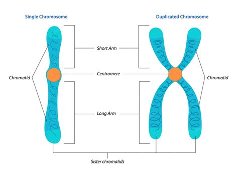 Chromosome Structure