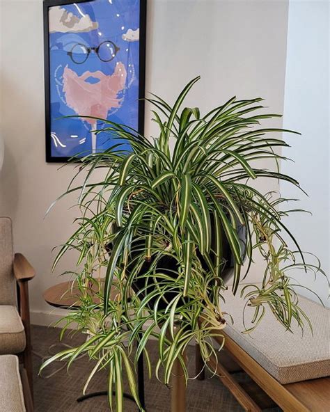 9 Stunning Plants That Look Like Spider Plants