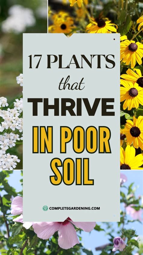 17 Plants That Thrive In Poor Soil Transforming Tough Garden Spots Complete Gardening