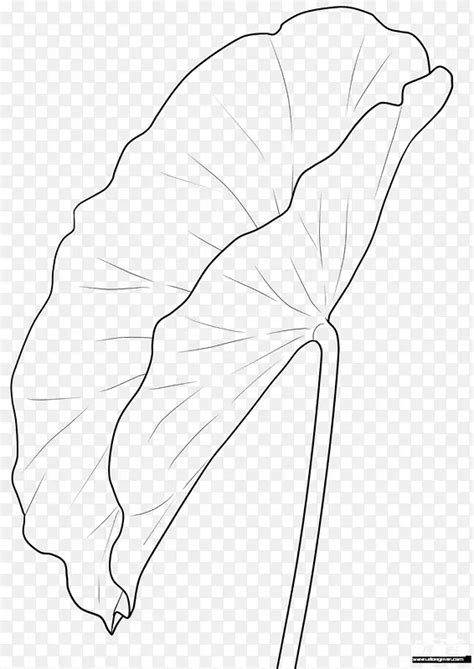 荷叶黑白线稿画稿PNG图片素材下载 图片编号yxrjzbry 免抠素材网