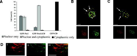 The Role Of C Terminal Elements In Psc1 Subcellular Localization A