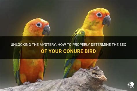 Unlocking The Mystery How To Properly Determine The Sex Of Your Conure Bird Petshun