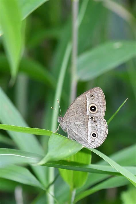 池の側でヒメジャノメ 阪南カワセミ野鳥蝶トンボ 自然の物語ブログ