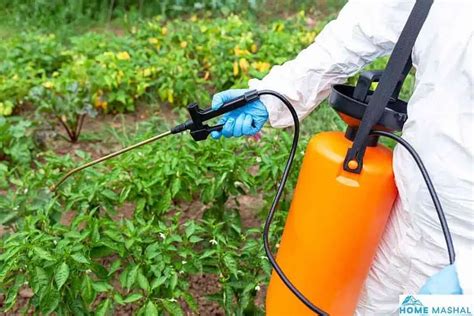 7 Best Weed Killer For Gravel Driveways