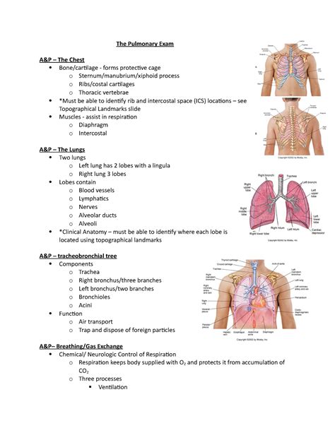 The Pulmonary Exam The Pulmonary Exam Aandp The Chest Bone Cartilage Forms Protective Cage