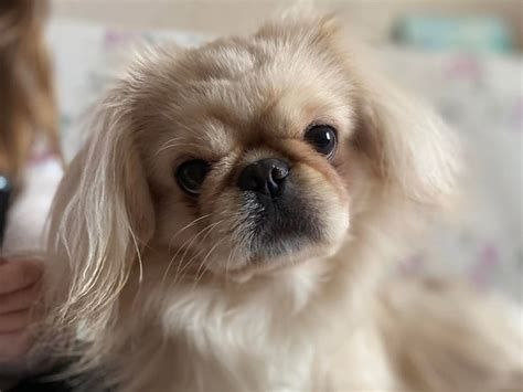 პეკინესი