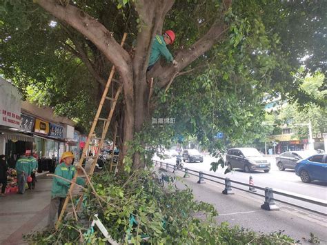交通标志牌“不见”了 这些树木急需“理发”！修剪