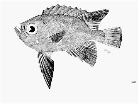 Priacanthidae