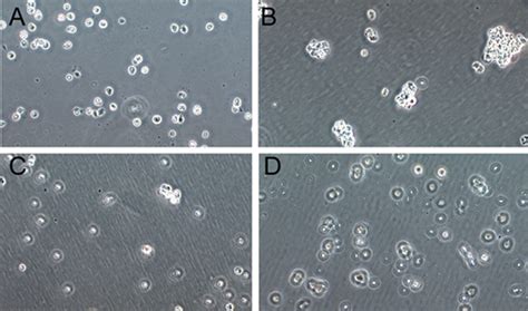L Cell Aggregation Assay Aggregation Assays With Various Cell Lines Download Scientific