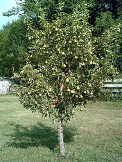 Asian Pear Dwarf Tree Blowjob Story