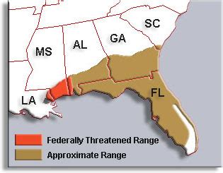 Southeastern Outdoors Gopher Tortoise