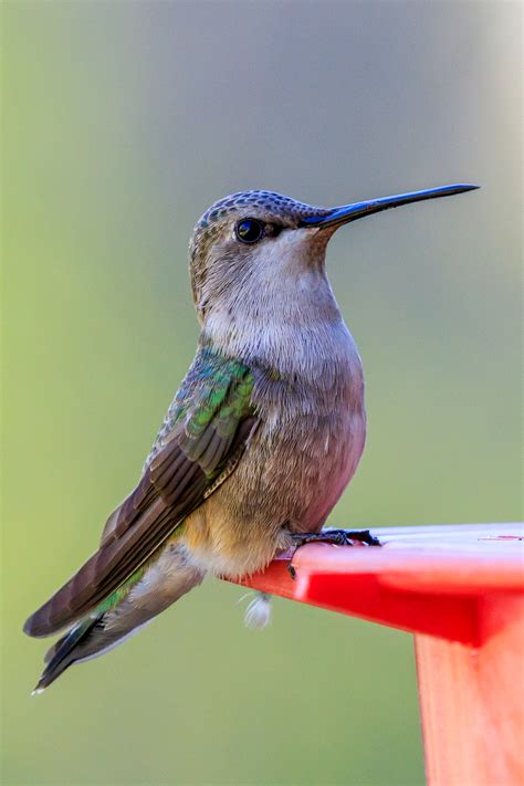 Ruby Throated Hummingbird
