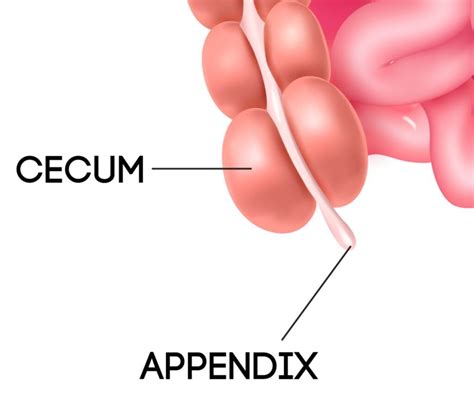 Appendix Insights Navigating Its Incredible Significance Aanan Swasthya