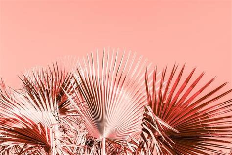 Pink Palm Tree Stock Photos Images And Backgrounds For Free Download