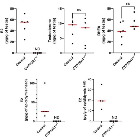 Spermatogenesis Defects In Absence Of Estrogen Production A B Pas Download Scientific
