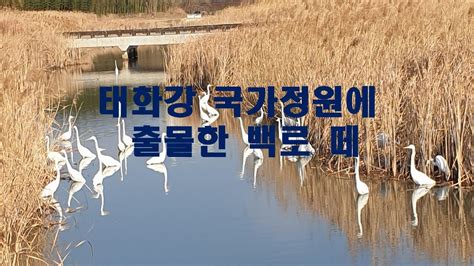 겨울에 보기 힘든 백로 떼의 출현 김선규교수 Youtube