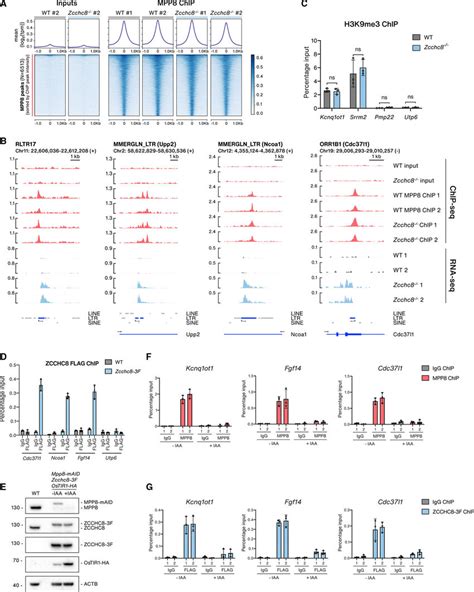 Next Recruitment To Chromatin At Hush Bound Loci Depends On Mpp8 A