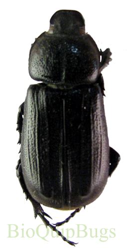 Cryptodus Obscurus Bioquipbugs