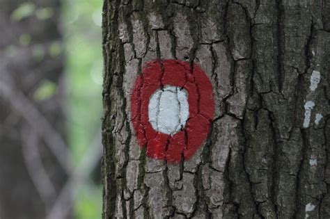 Tree Target Trunk Free Photo On Pixabay Pixabay Tree Target Trunk Free Photo On Pixabay Pixabay