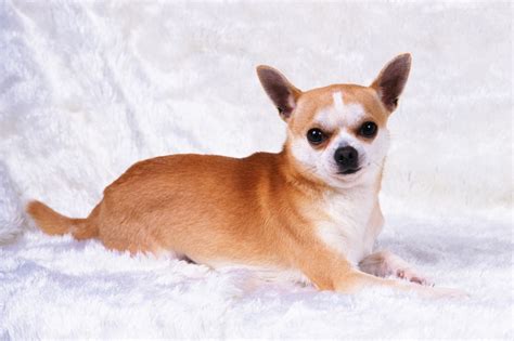Types Of Chihuahua Mixes