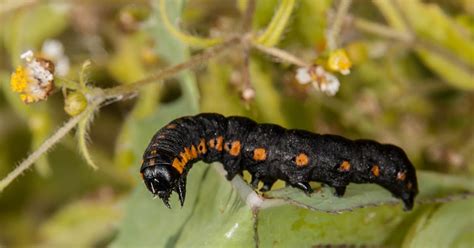 Champlain Islands Nature Dusky Hooded Owlet Moth Caterpillar