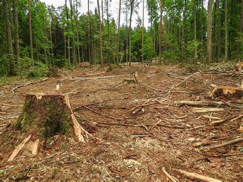 Does Sanitary Logging Secure The Future Of Forests