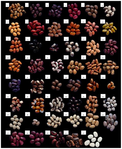 Diversity Of Common Bean Phaseolus Vulgaris L And Runner Bean