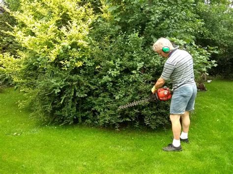 How To Remove A Tree Stump Easily Without Chemicals Dengarden