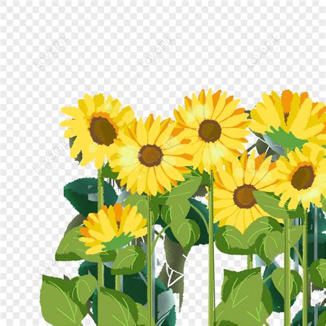 ดอกทานตะวัน Png สำหรับการดาวน์โหลดฟรี Lovepik