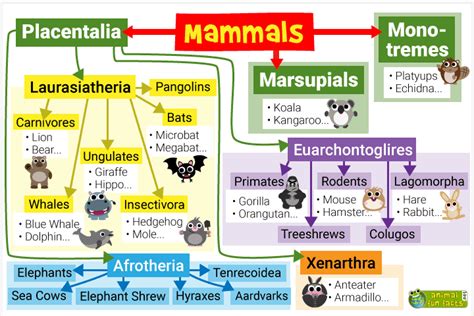 Types Of Mammals Chart