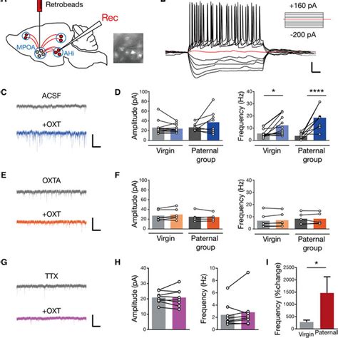 Identification Of Mpoa Projection Ahi Neurons A Schematic Showing