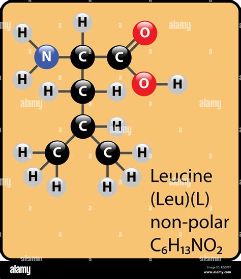 Leucine Structure L Leucine 13c D7 2 3 3 4 5 5 5 D7